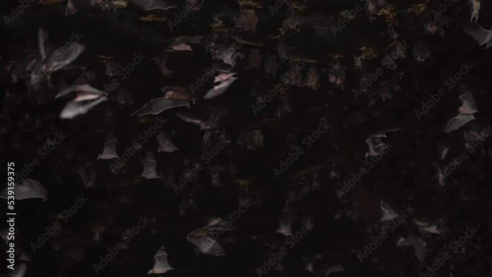 Amazing beautiful shot inside a dark stone cave with many bats hanging ...