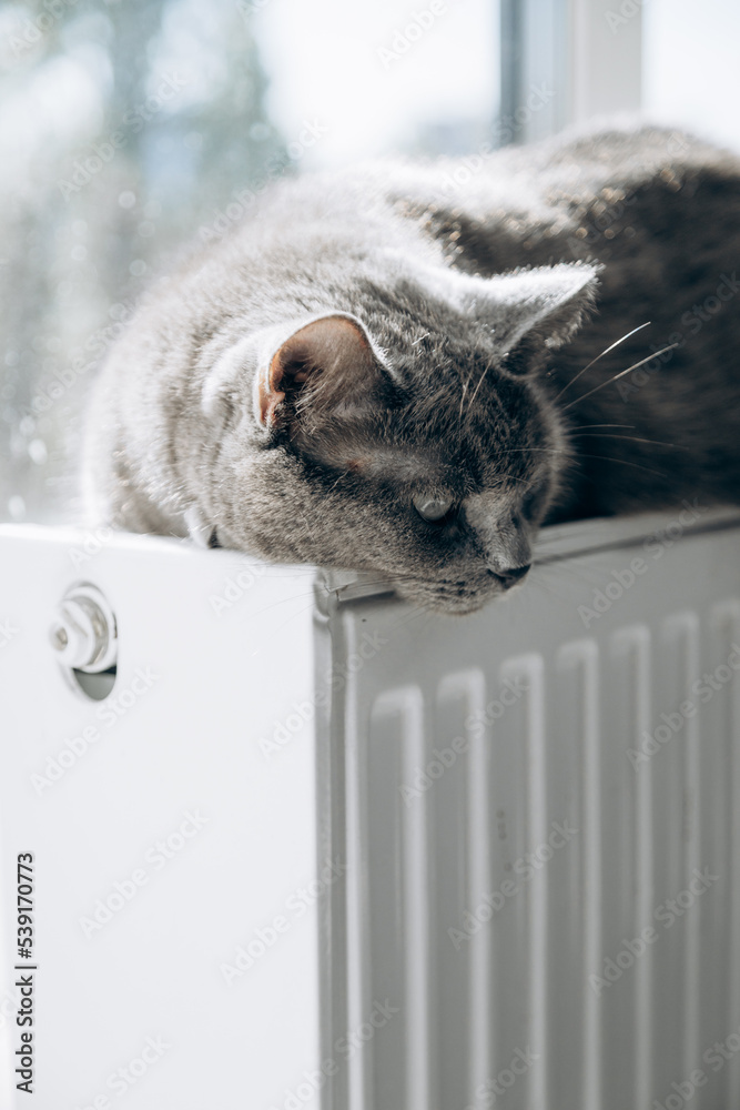 Heating season. Gray fluffy cat lies on white radiator and warms itself ...