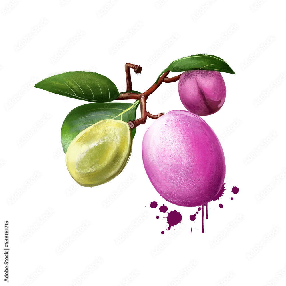 Icaco fruit isolated on white. Chrysobalanus icaco, the cocoplum ...