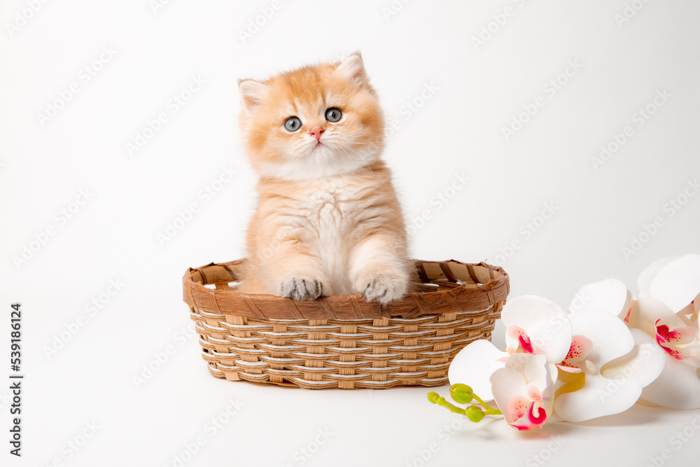 Super Cute Fluffy Kittens