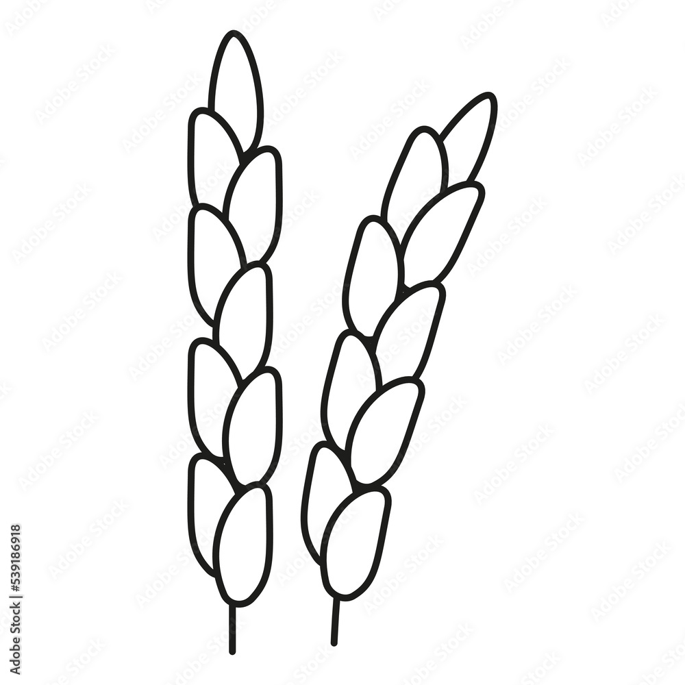 Rice grain ear, line art icon. Linear sketch, outline spica plant for ...