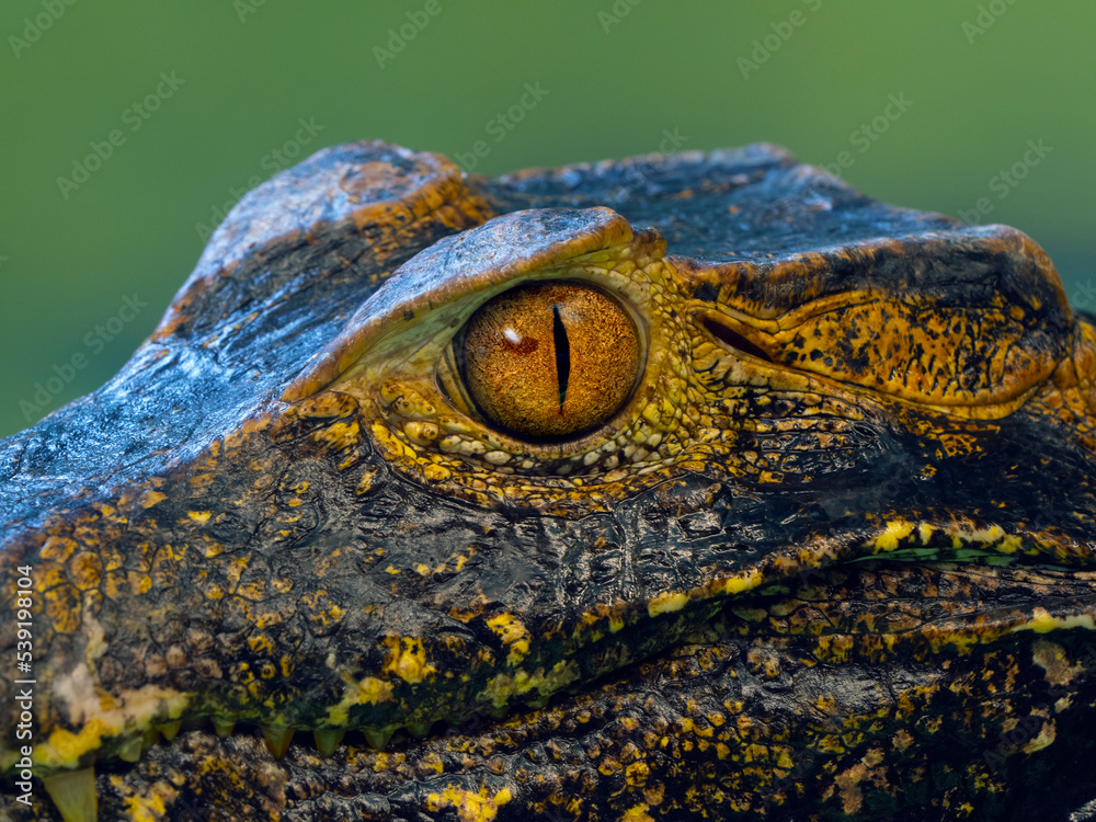 Cuvier's dwarf caiman (Paleosuchus palpebrosus) captive. Stock Photo ...