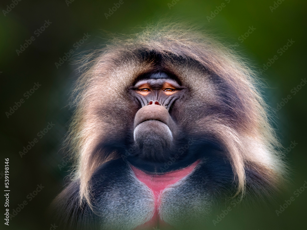 Gelada baboon (Theropithecus gelada) adult male, captive, with ...