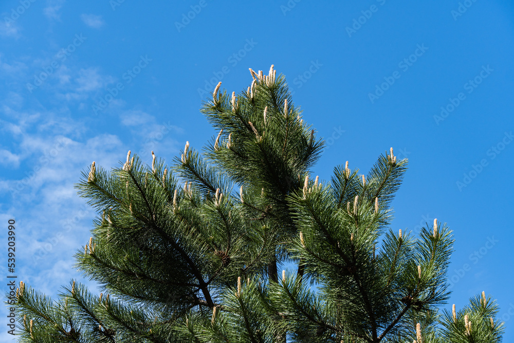 Young shoots with male cones of Austrian pine or black pine (Pinus ...