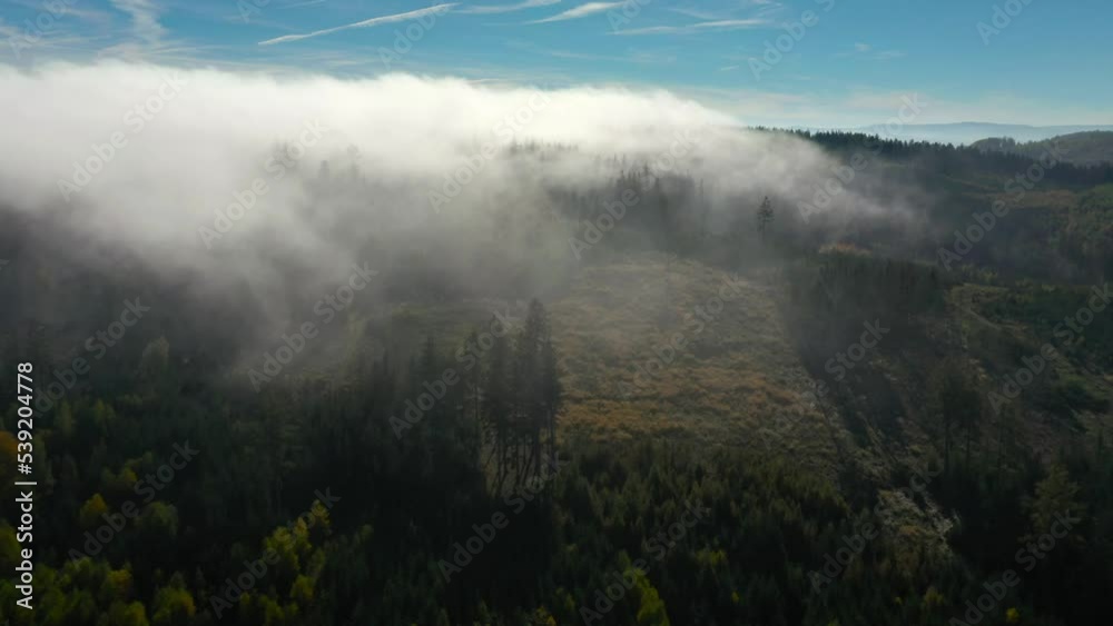 Treetops in inverted cloud cover. Deep forests in the Bavarian ...