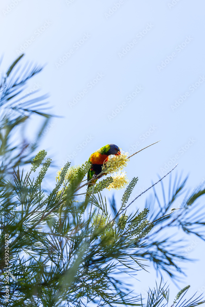 Native rainbow lorikeet bird in grevillea bush nibbling flowers Stock ...