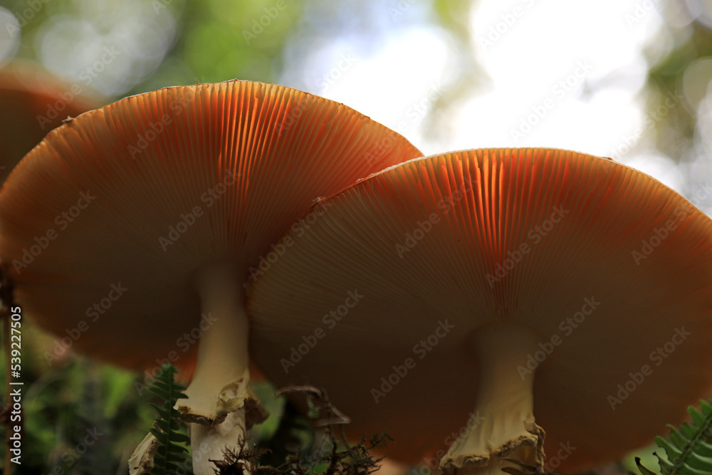 amanita muscaria hongo láminas vista desde abajo seta mata moscas ...