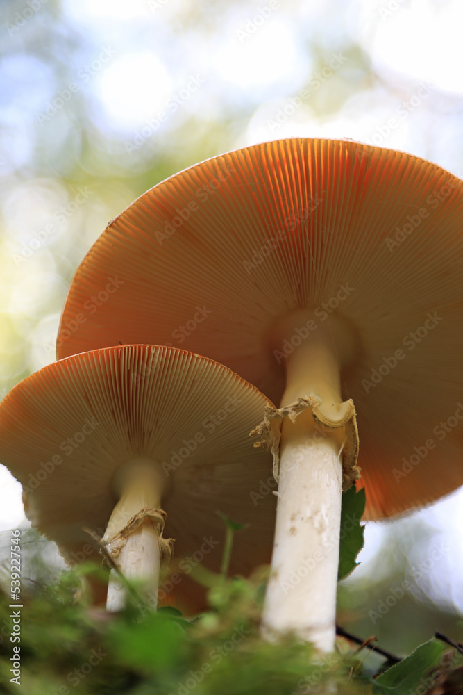 Stockfoto amanita muscaria hongo láminas vista desde abajo seta mata ...