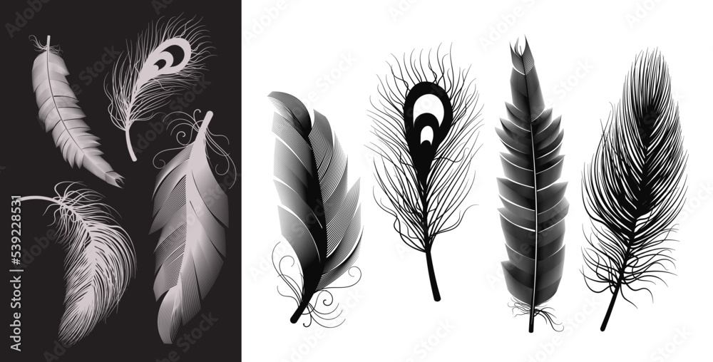 Vector illustration of feathers. Fluffy feathers clipart set Stock ...