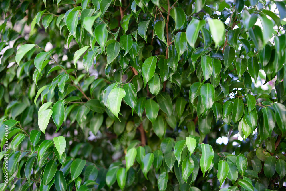 Lemon tree leaves. Lemon tree foliage background. Green leaves foliage ...