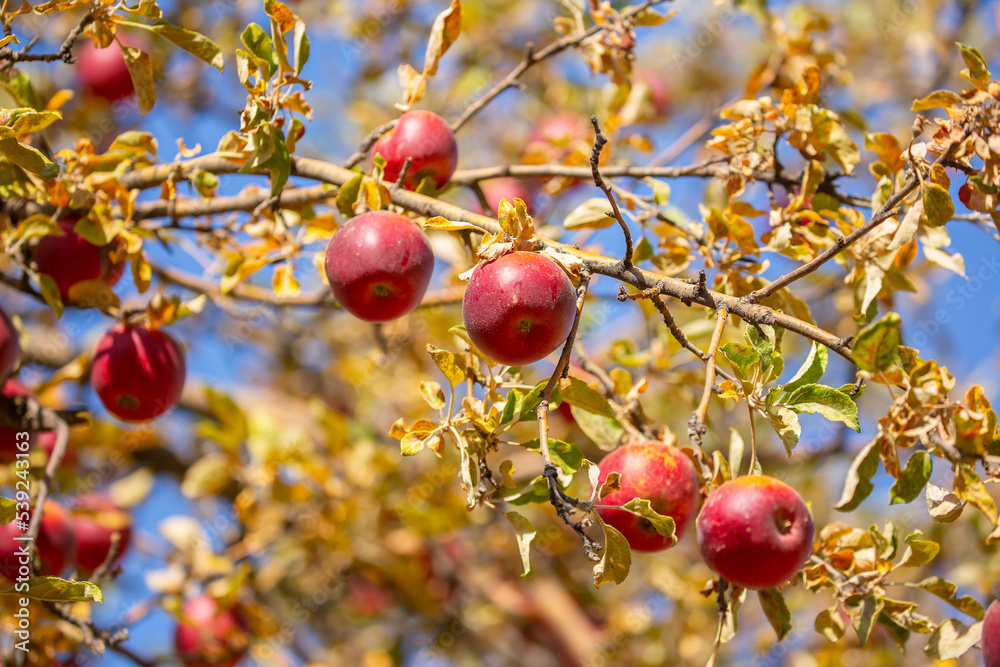 Harvest of apples on a plantation in the garden. Fruit trees with ...
