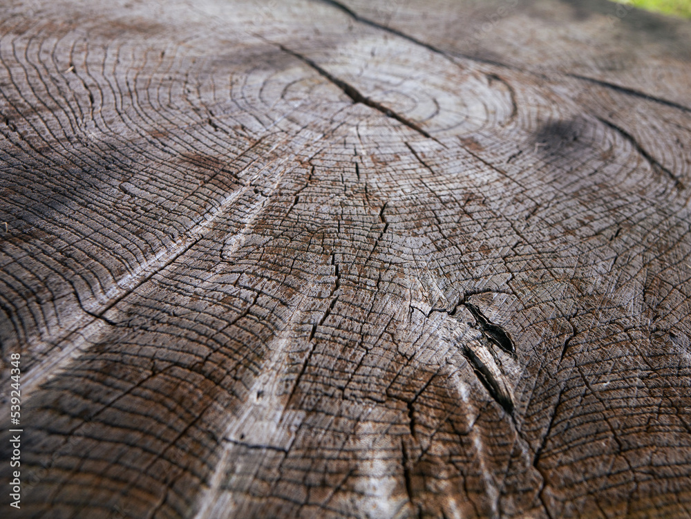 cross section of a tree trunk. wood texture close up. a podium for the ...