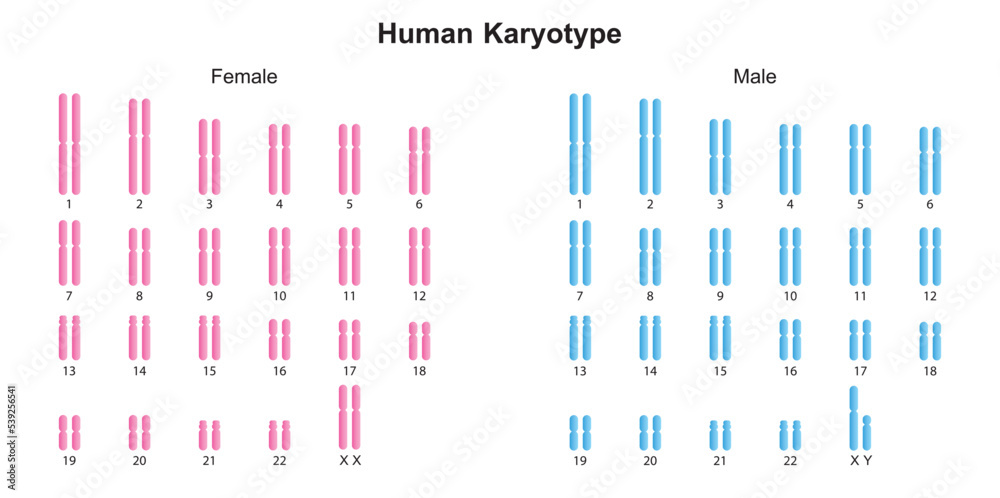 Scientific Designing of Human Karyotype. Human Complete Set of ...