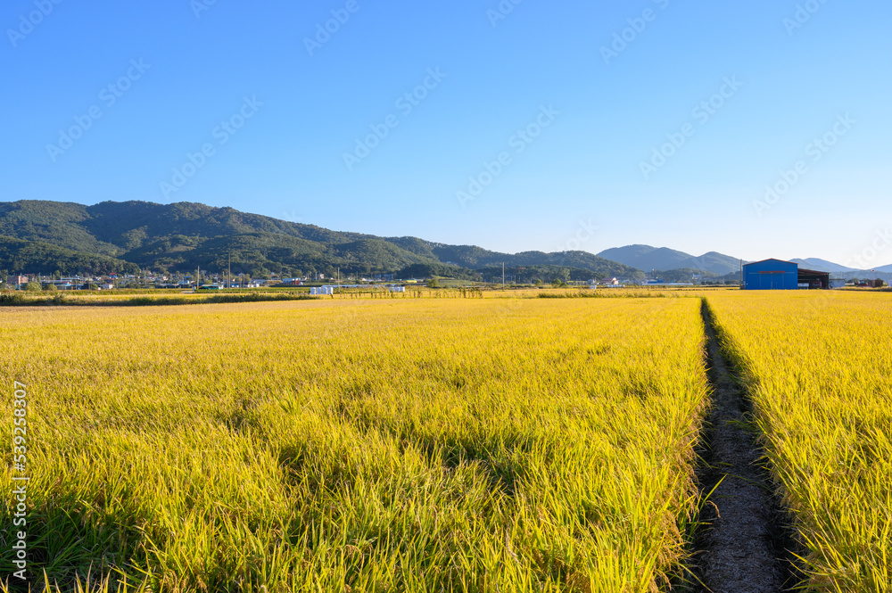 Korean traditional rice farming. Autumn rice field landscape. Korean ...