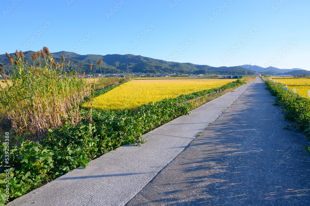 Korean traditional rice farming. Autumn rice field landscape. Korean ...