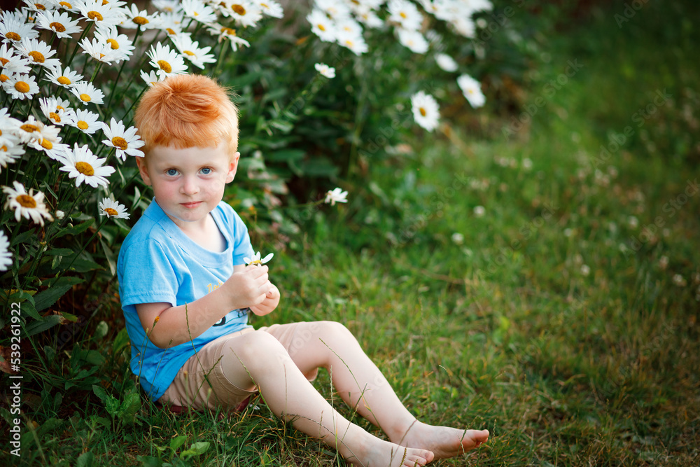 Red-haired little boy with blue eyes is holding daisies for his mother ...