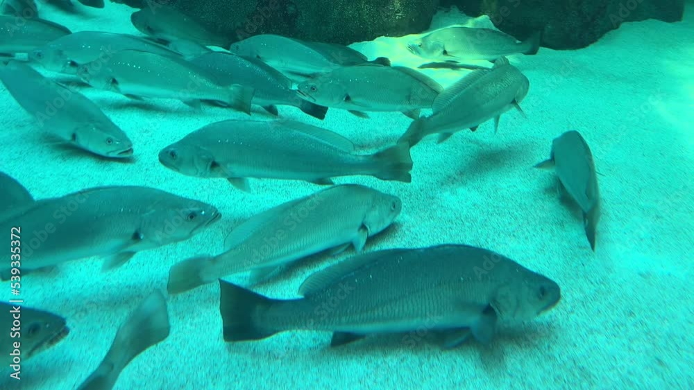 Dusky kob fish swimming in a circle at the bottom of the deep aquarium ...