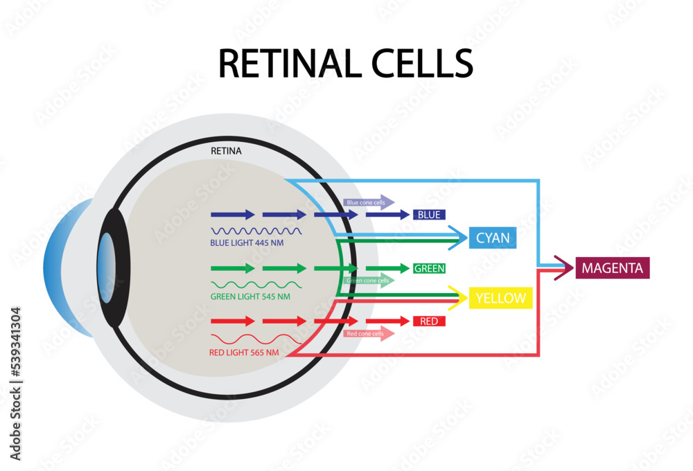 illustration of biology and medical, Retinal Ganglion Cells, Structure of the retina, color ...
