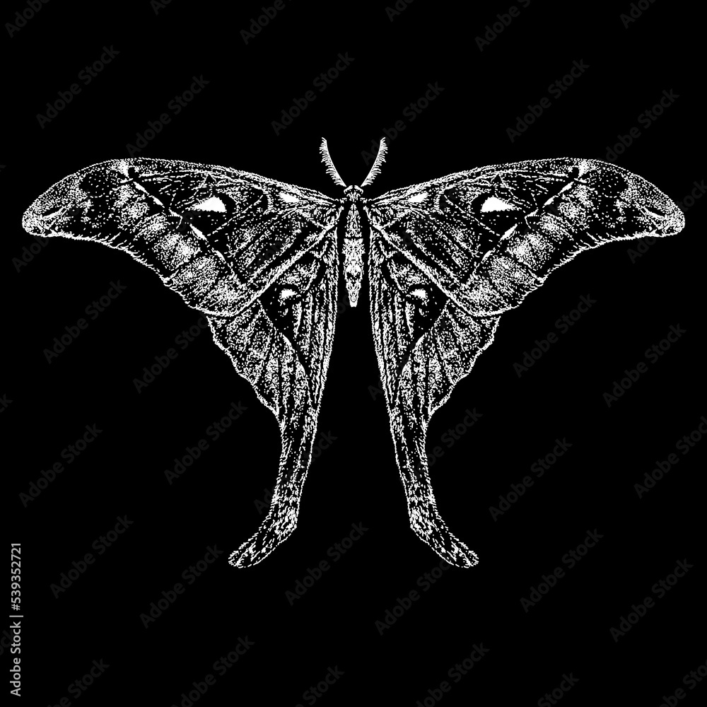 Hercules Moth hand drawing. Vector illustration isolated on black ...