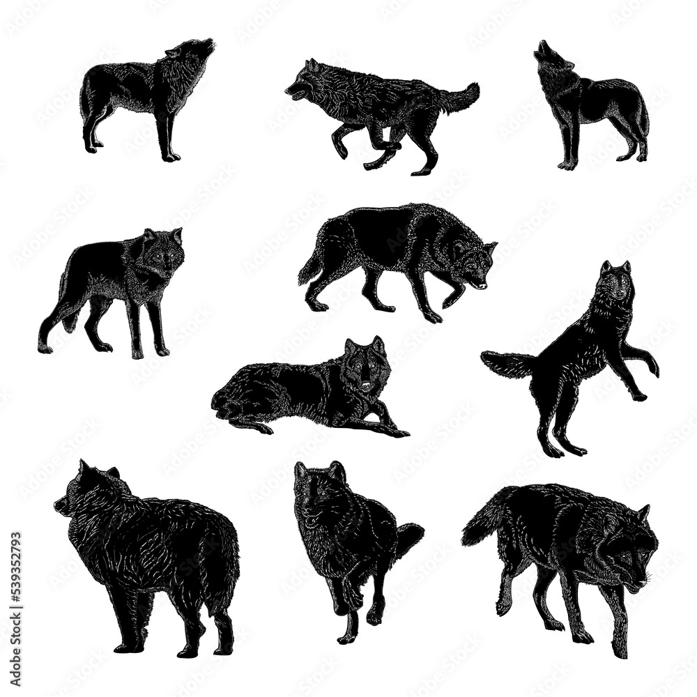 wolves set hand drawing vector illustration isolated on background ...