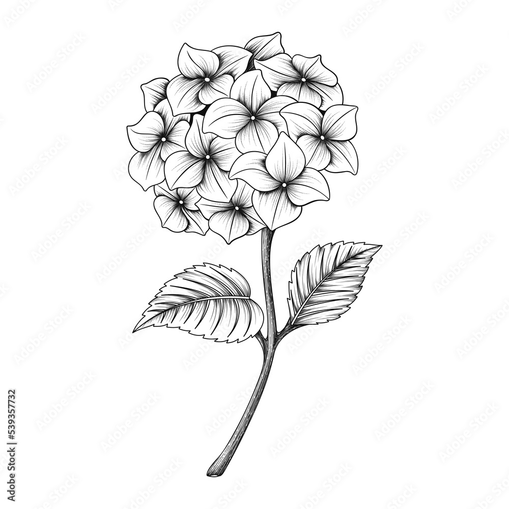 Hand drawn line art hydrangea flowers stem illustration isolated on ...