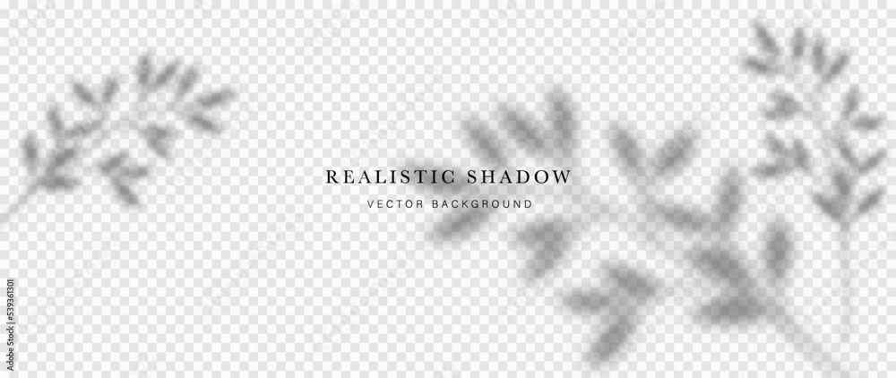 Abstract botanical shadow effect on white background vector. Realistic ...