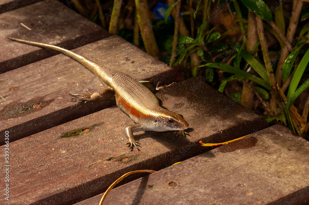 Eutropis multifasciata, commonly known as the East Indian brown mabuya ...