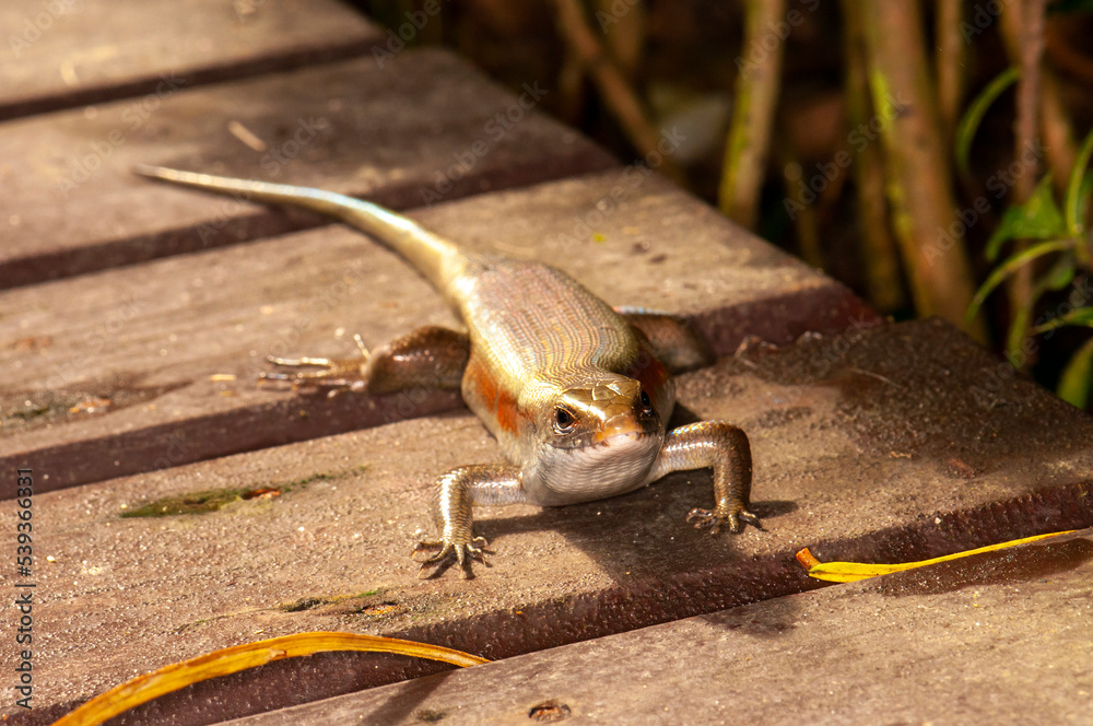 Eutropis multifasciata, commonly known as the East Indian brown mabuya ...
