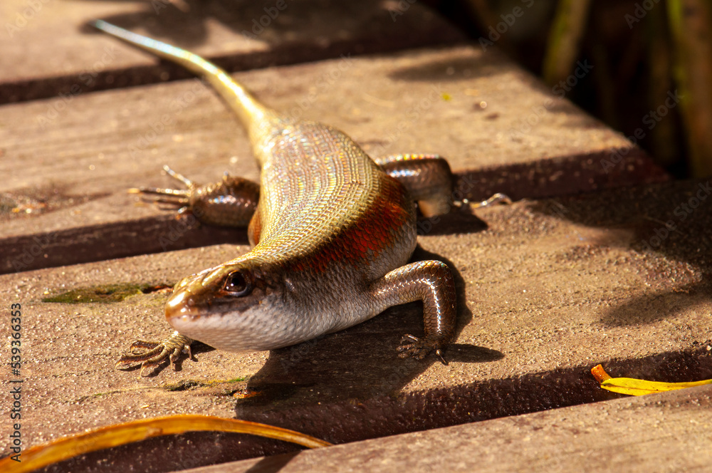 Eutropis multifasciata, commonly known as the East Indian brown mabuya ...
