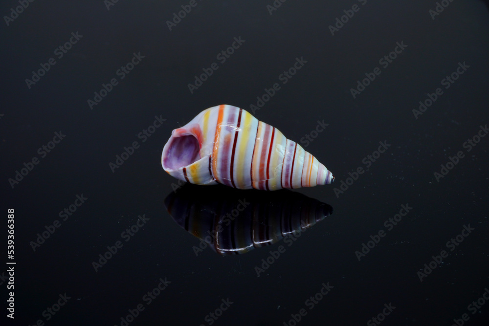Candy cane snail isolated on black background. Candy cane snail (Liguus ...