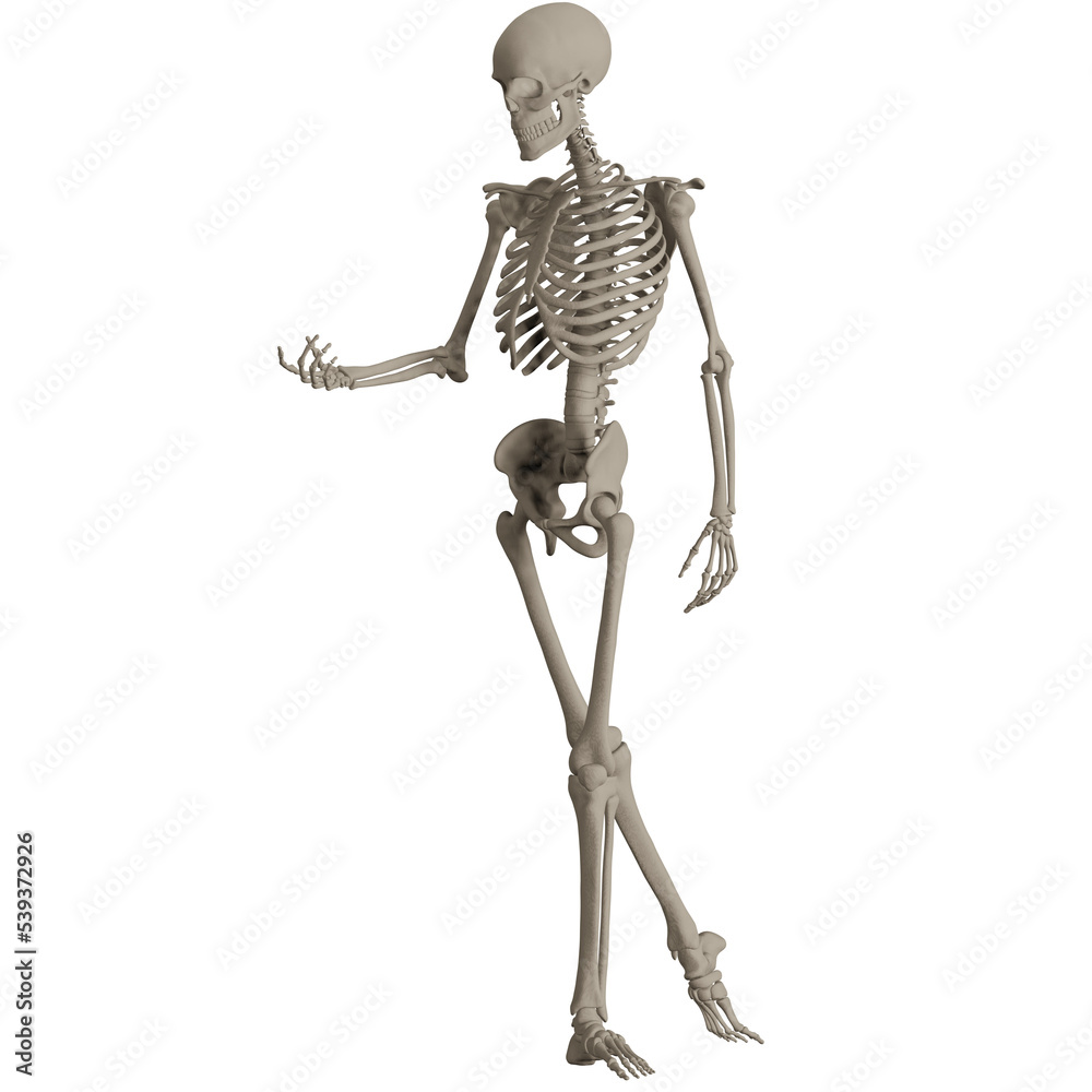 skeleton posing 3d render illustration Stock Illustration | Adobe Stock