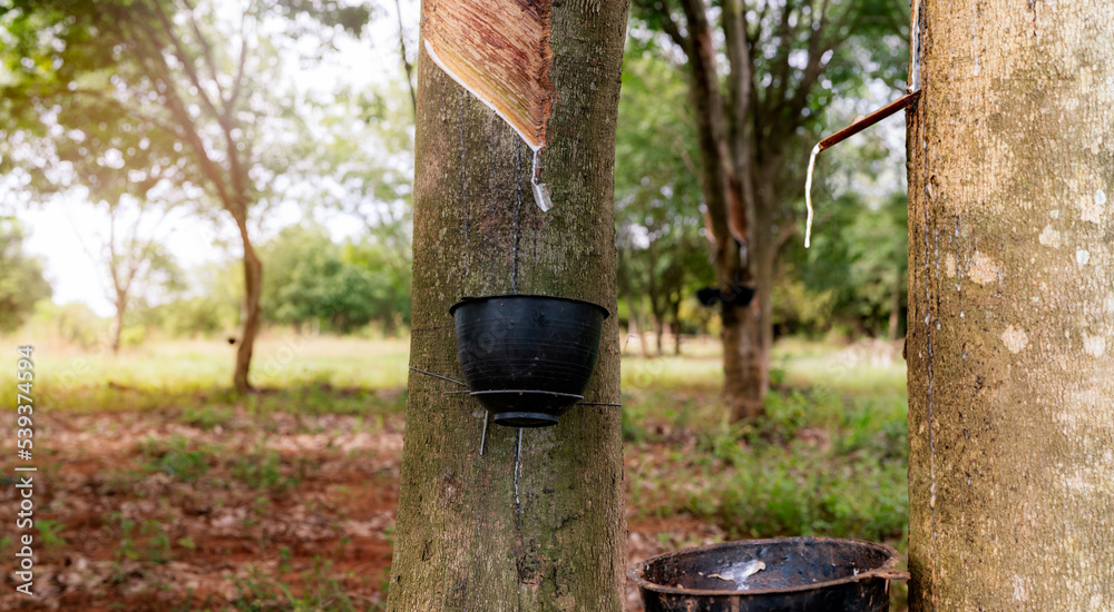 Rubber tapping in rubber tree garden. Natural latex extracted from para ...