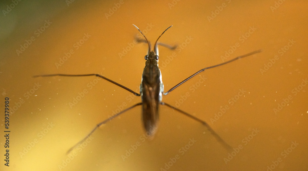 A floating beetle with long legs on the water. Macrophotography of a ...