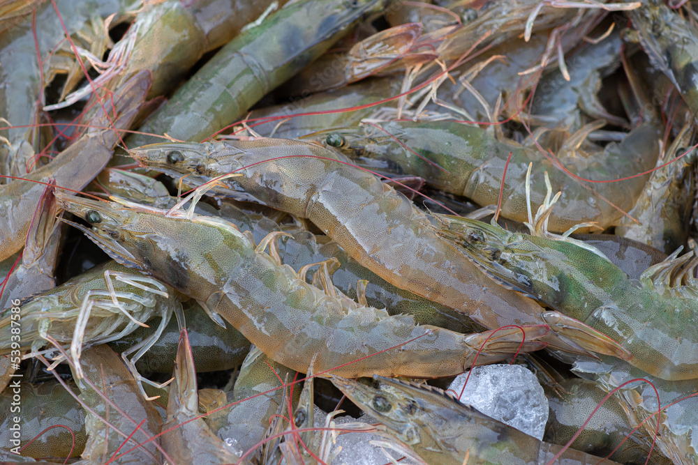 Foto de Closeup live shrimps of Pacific white shrimp or White leg ...