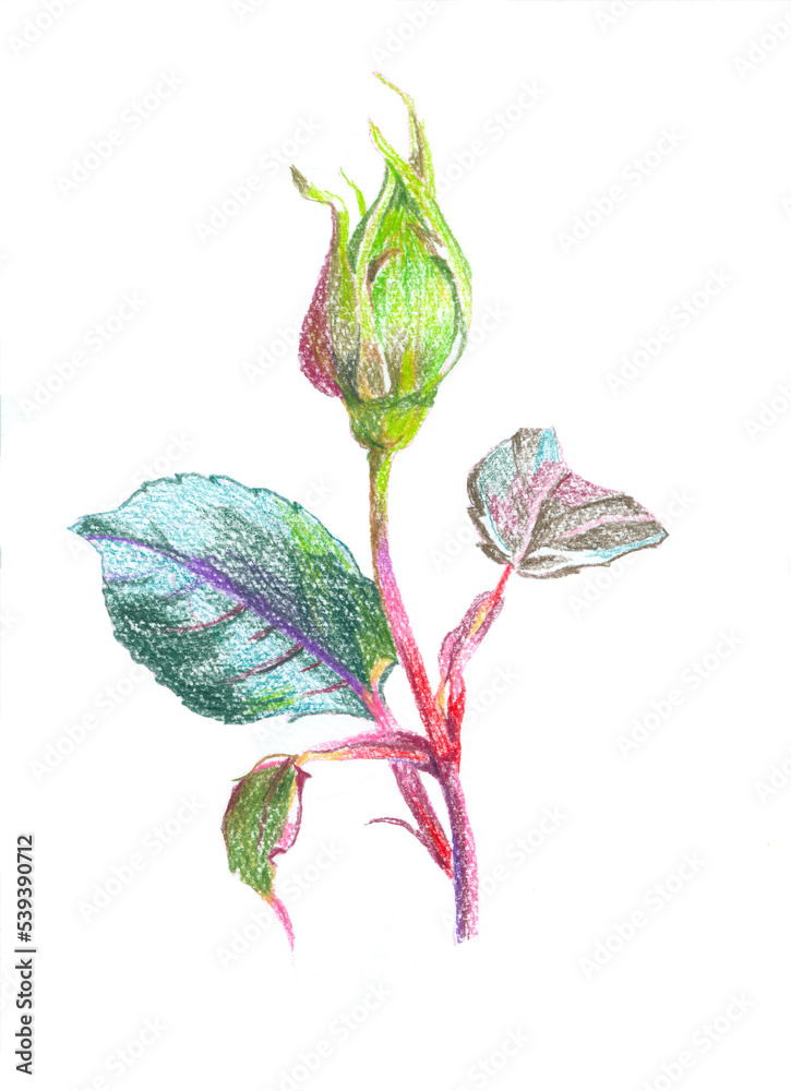 Roses bud pencil drawing isolated on white background botanical ...