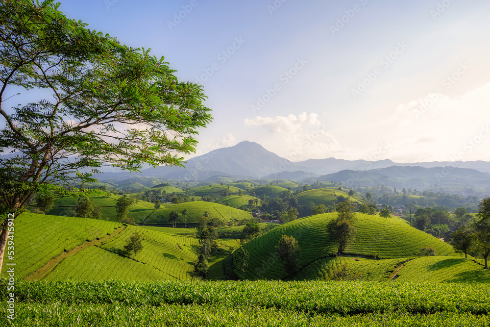 Beautiful scenery of Long Coc tea hill at Tan Son district in the ...