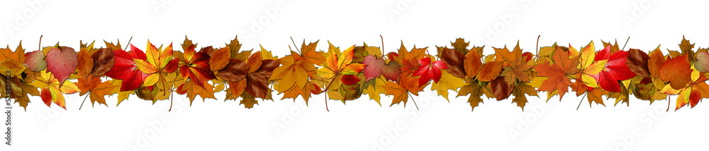 Autumn banner from colorful leaves on transparent background for ...