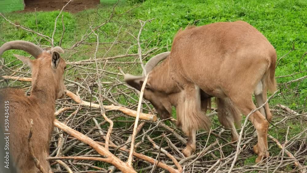 ram butting branches, cleaning horns, herd of maned rams grazing in the ...