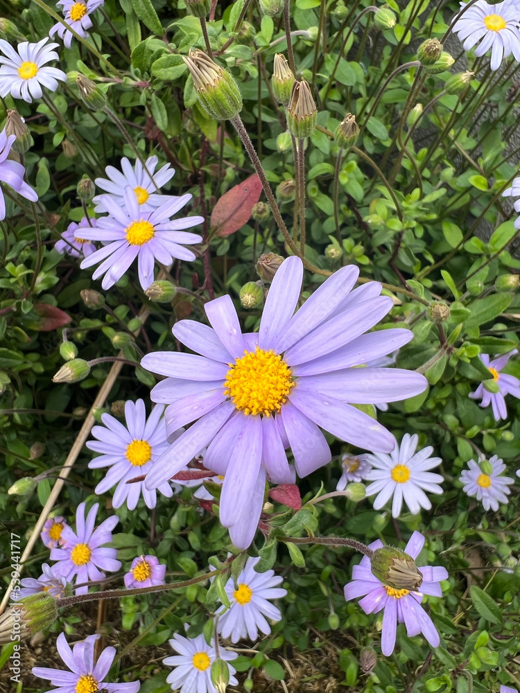 Felicia amelloides, the blue daisy bush or blue felicia, is a hairy ...