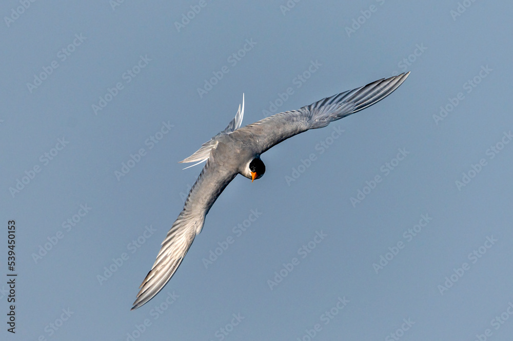 bird with fish flying in the blue sky, The Indian river tern or just ...