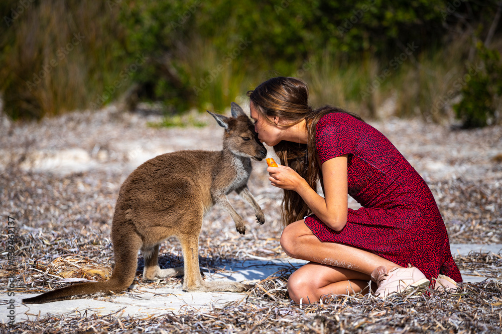 girl in dress feeds, petts and cuddles wild kangaroo on lucky bay beach ...