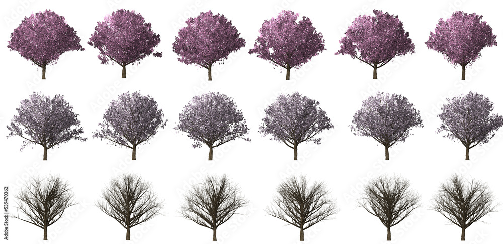 cherry isolated big tree collection isolated transparent Stock ...