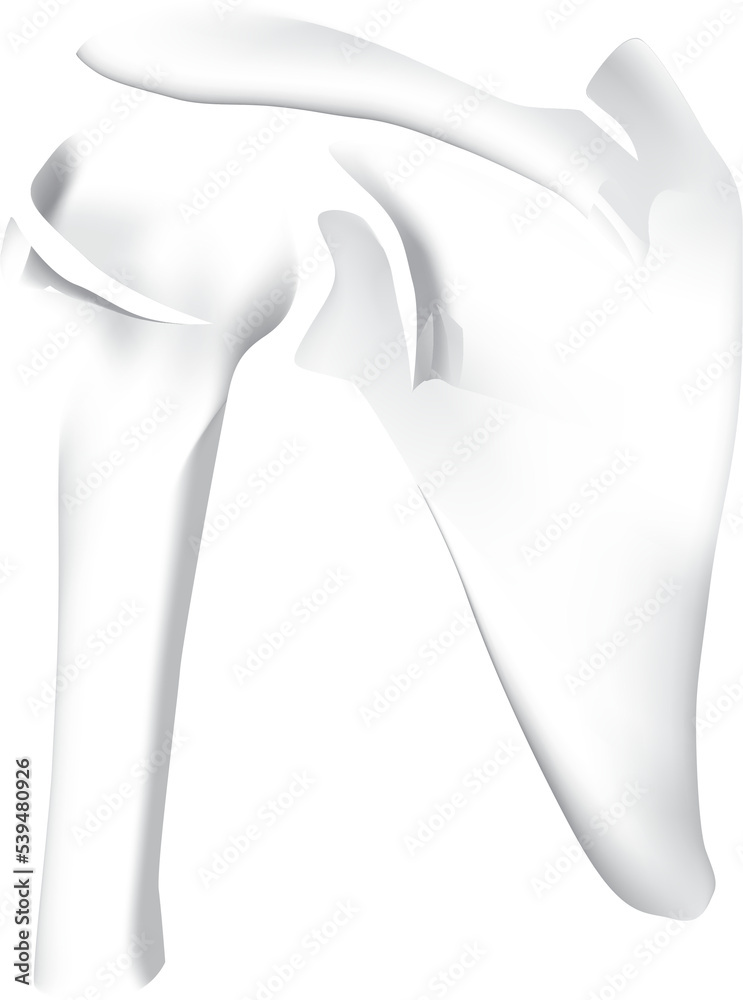 Orthopedics of human sh]oulder and scapular icon. Stock Illustration ...