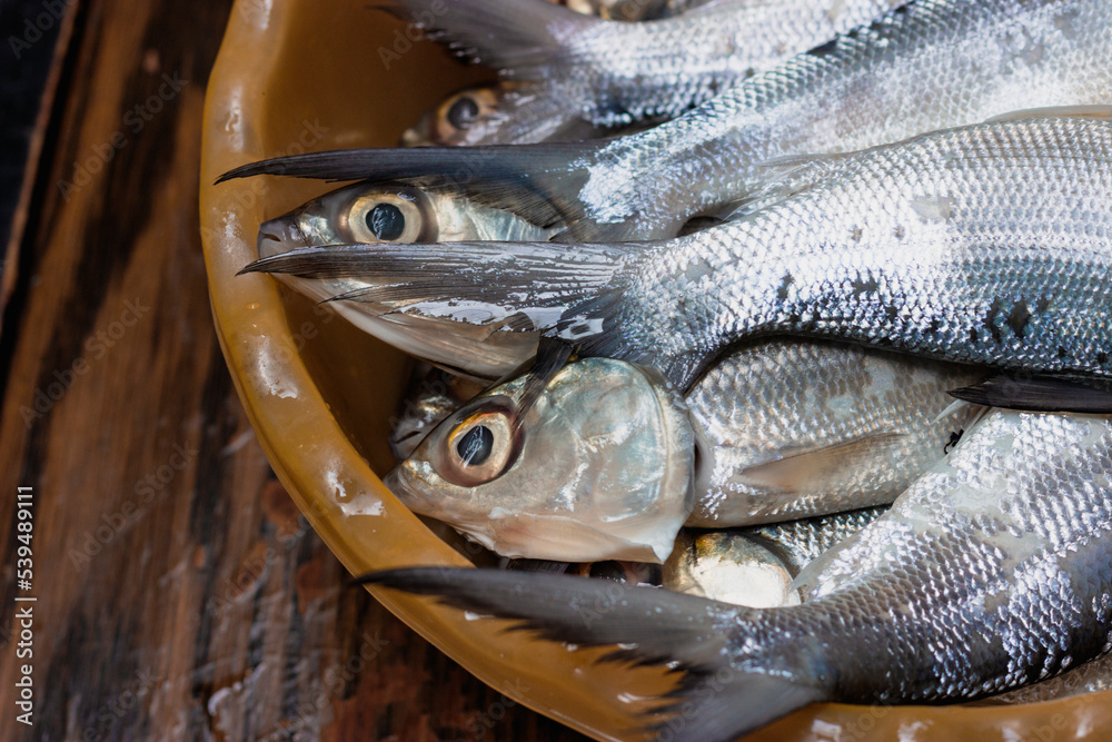 Milkfish (Chanos chanos) fresh after harvesting from the pond Stock ...