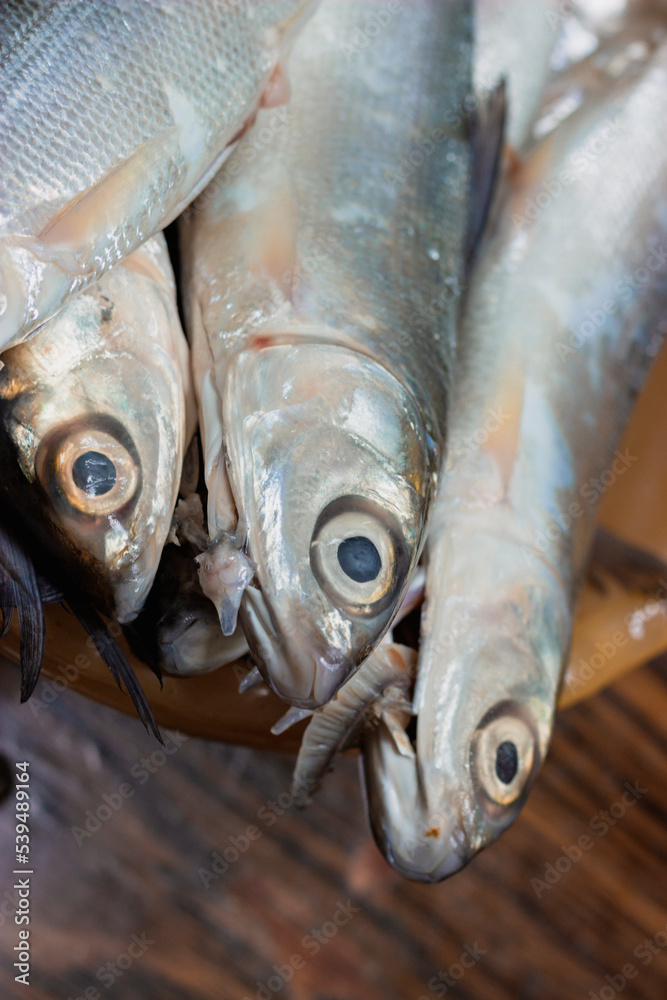 Milkfish (Chanos chanos) fresh after harvesting from the pond Stock ...