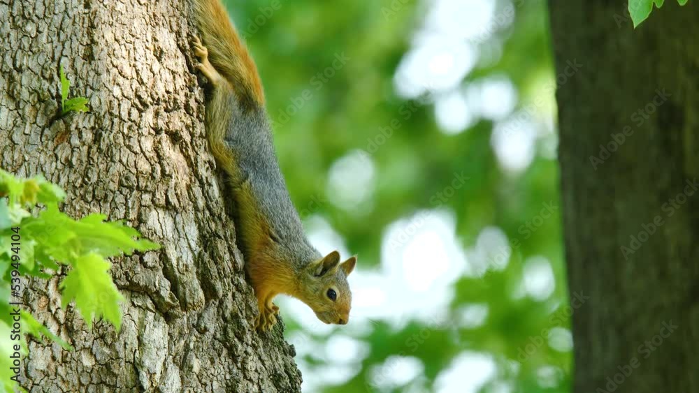 Vidéo Stock Squirrels belong to the group of mammals. They are long ...