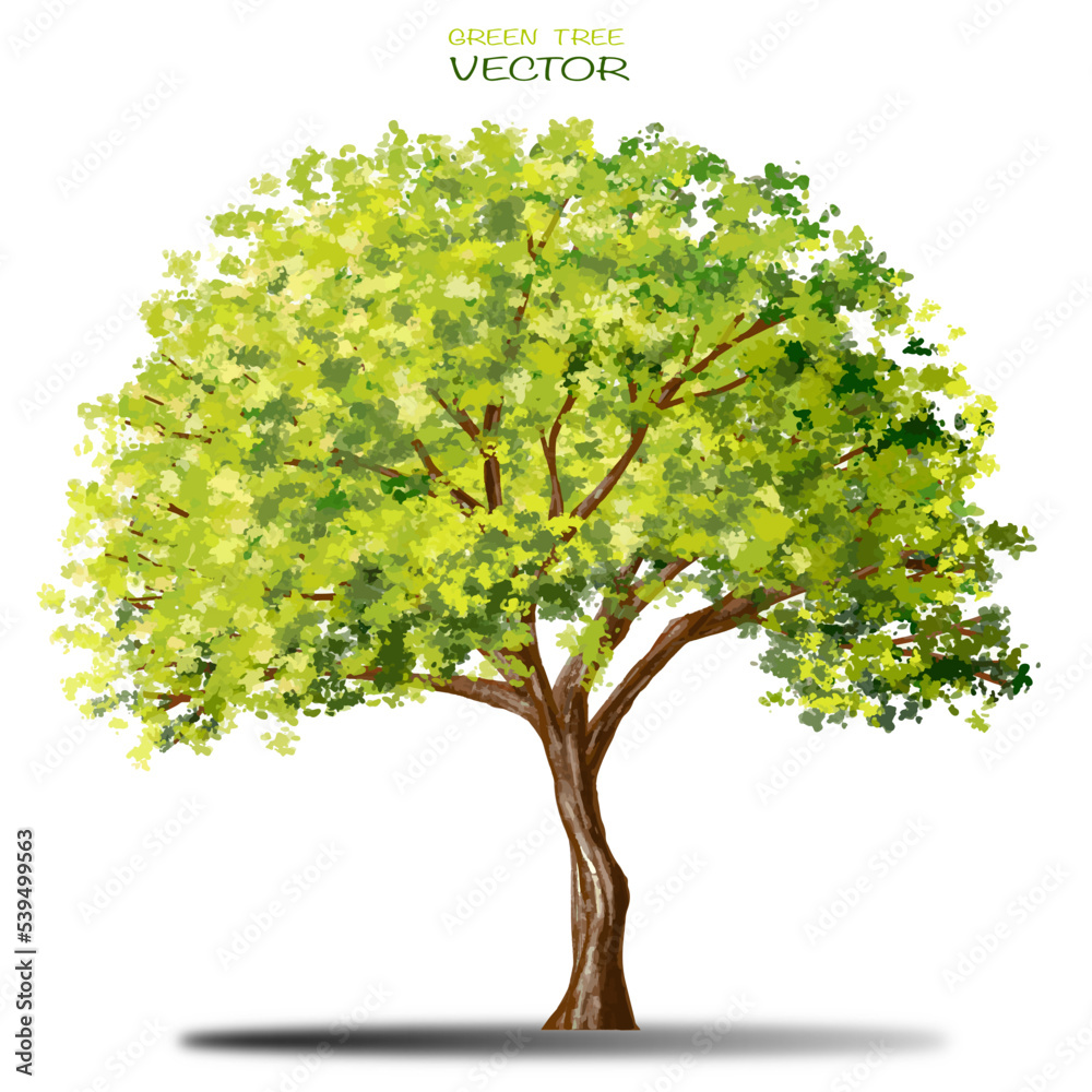 Vector watercolor of tree side view isolated on white background for ...