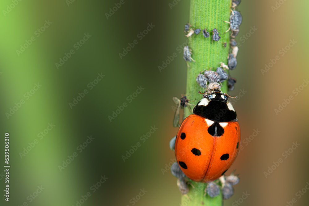 Sustainable biological control of pests, with Coccinella septempunctata ...