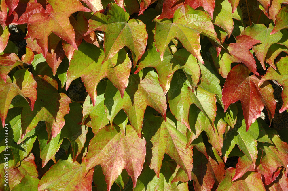 Vigne vierge, Parthenocissus quinquefolia engelmanii Stock Photo ...