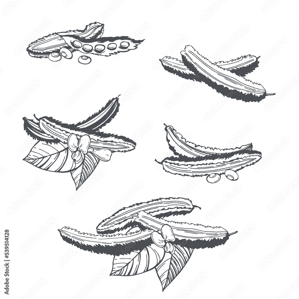 Sketch winged beans. Vector illustration Stock Vector | Adobe Stock